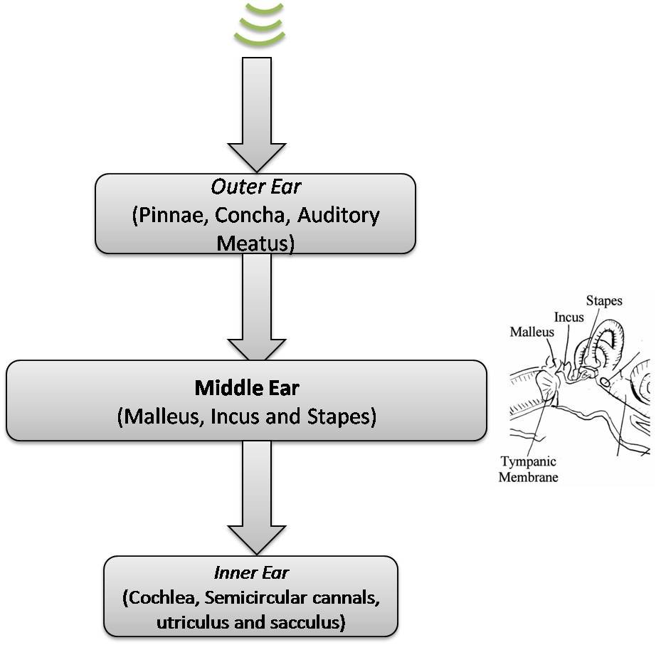 Neuronal Encoding Of Sound Psynso
