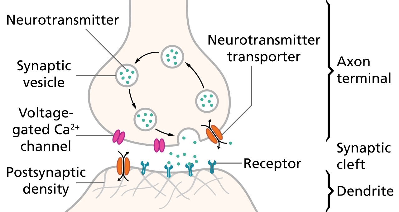 Biology of depression - Psynso